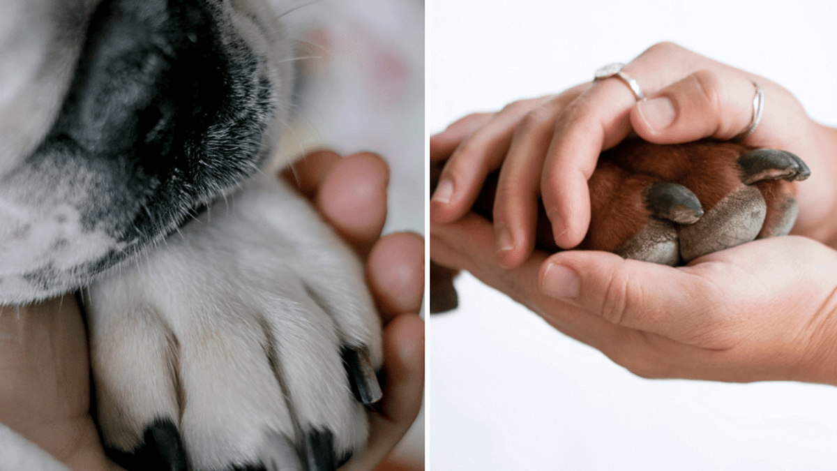 Vet shares heartbreaking plea to pet owners putting down their animals