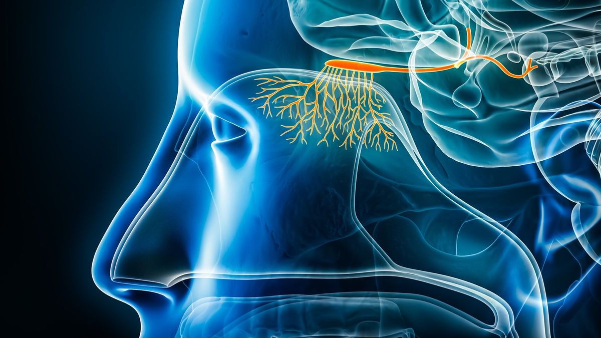 Doctor reveals surprising reason one nostril feels more blocked than ...