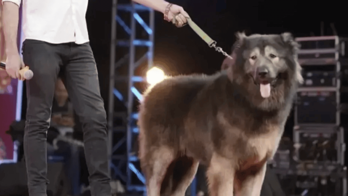 World’s most expensive dog costs more than $5 million and it’s a breed ...