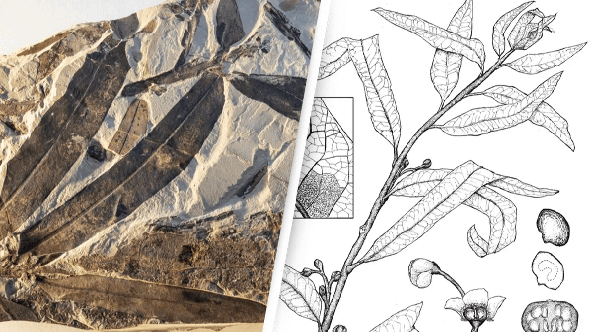 47,000,000-year-old ‘alien plant’ is baffling scientists as they can’t ...