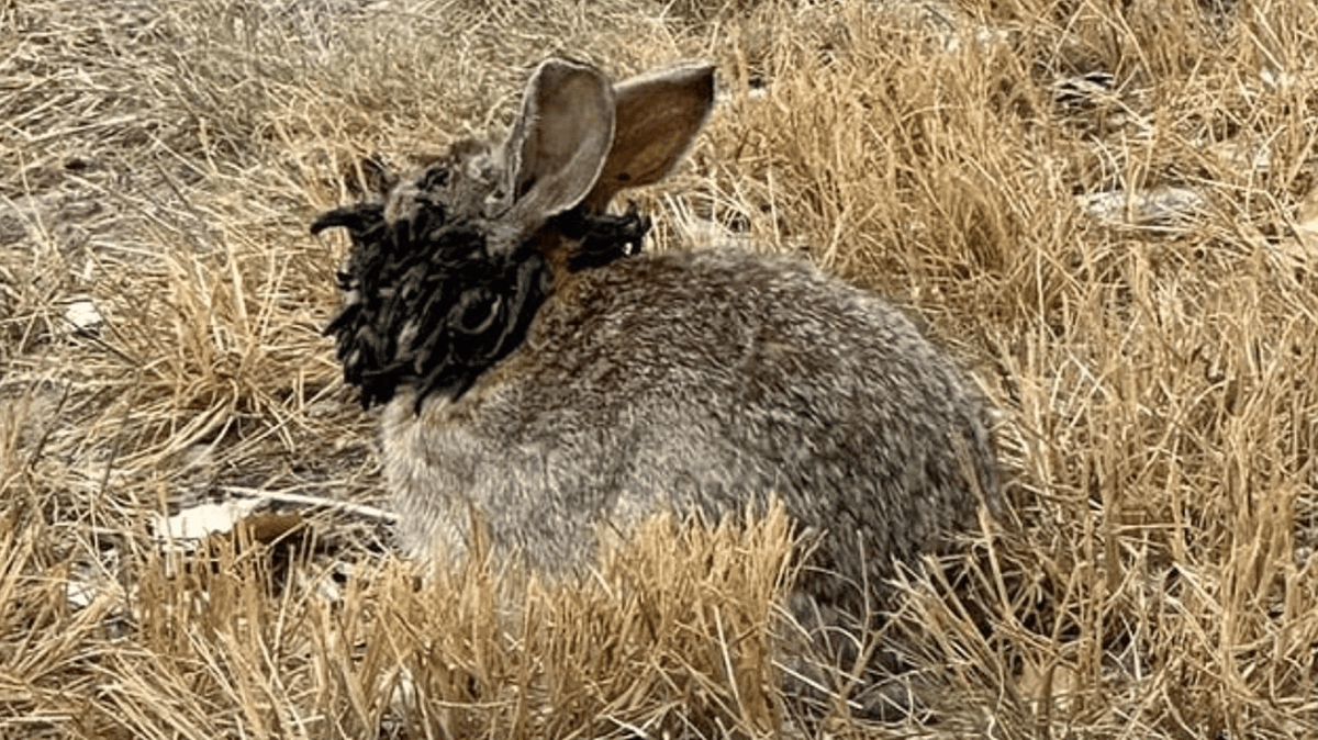 Expert issues warning to pet owners after 'Frankenstein' rabbits with ...