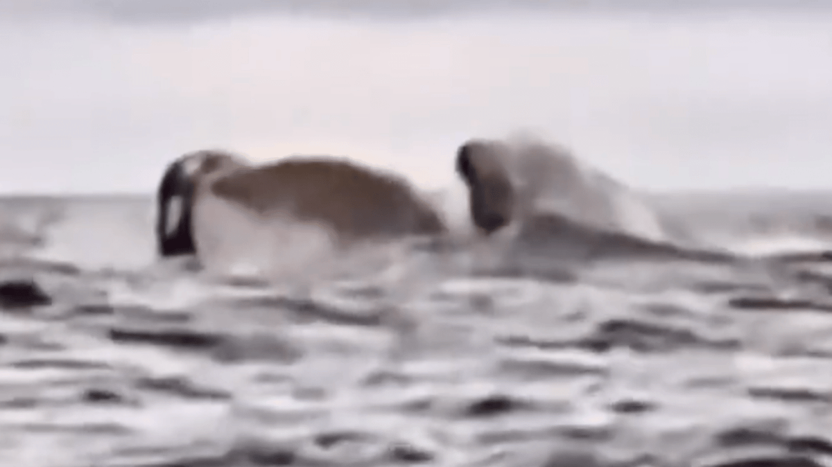Kayaker reveals exactly what was going through his mind after being ...
