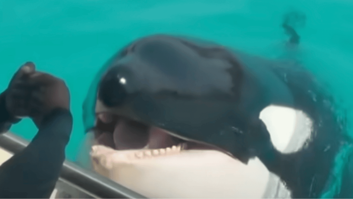 Scientists explain truth behind creepy recording of orcas imitating ...