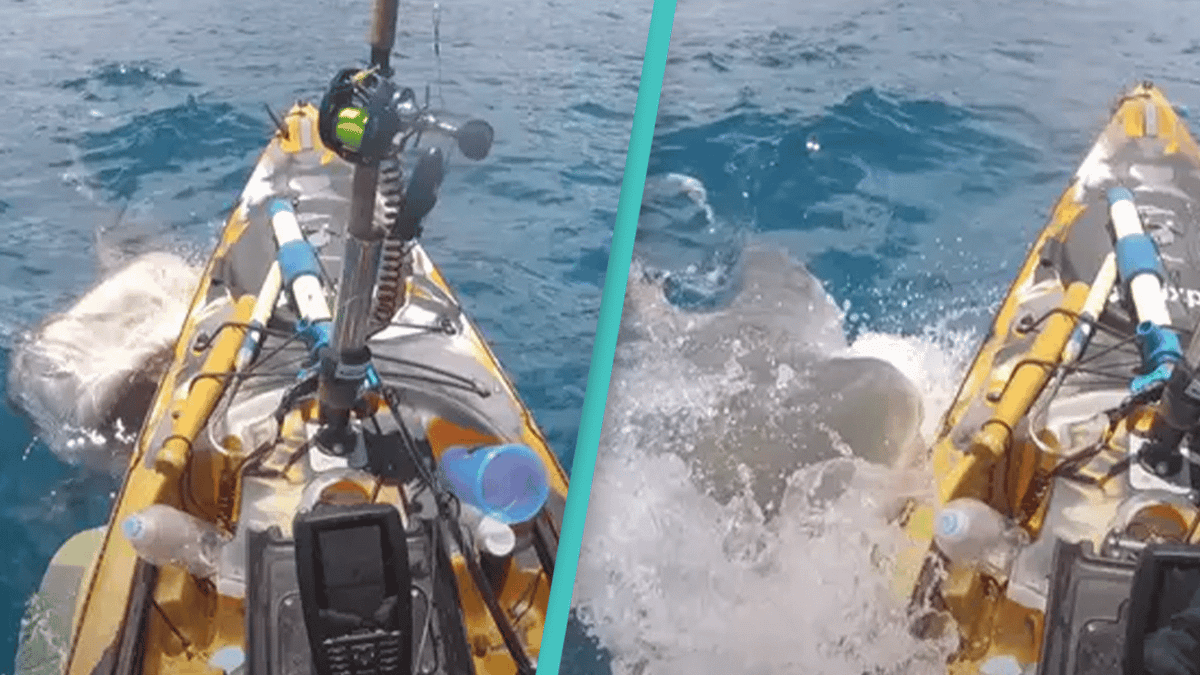 Man fishing in kayak's terrifying close encounter with shark caught on ...