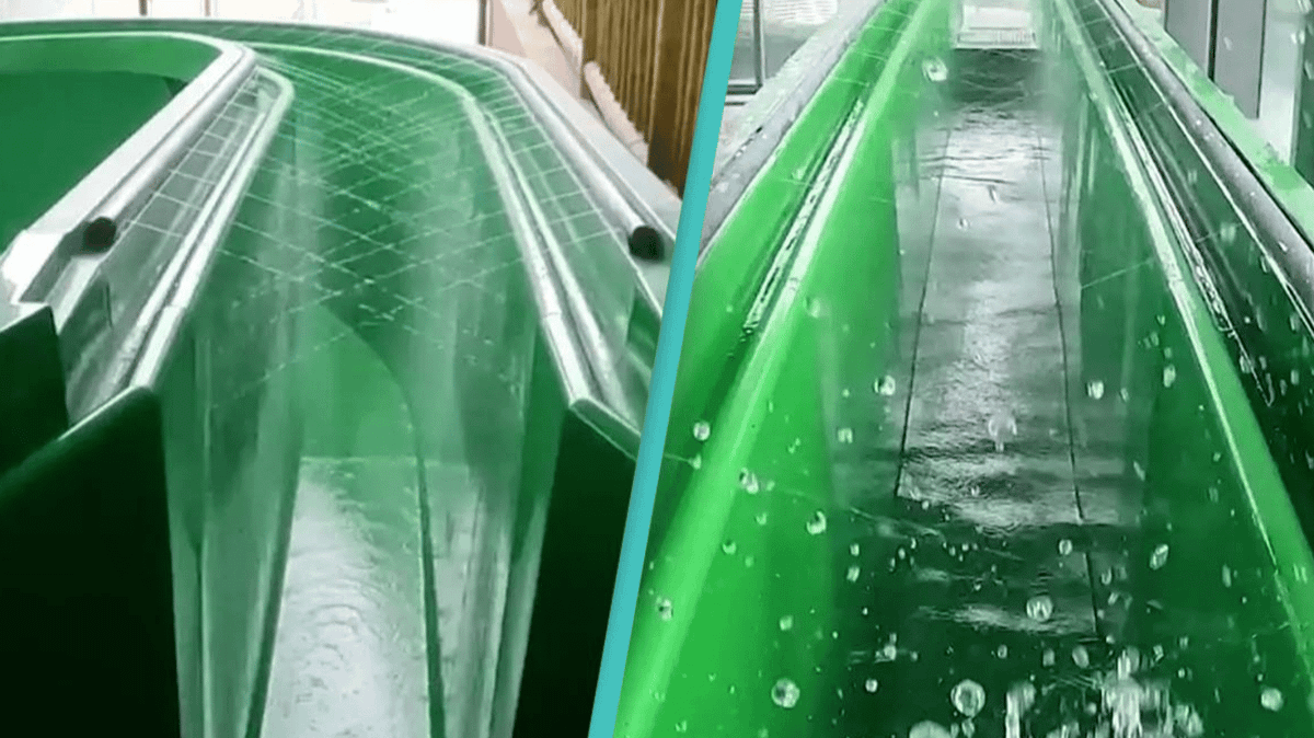 People share their massive concerns after seeing how world's first ...