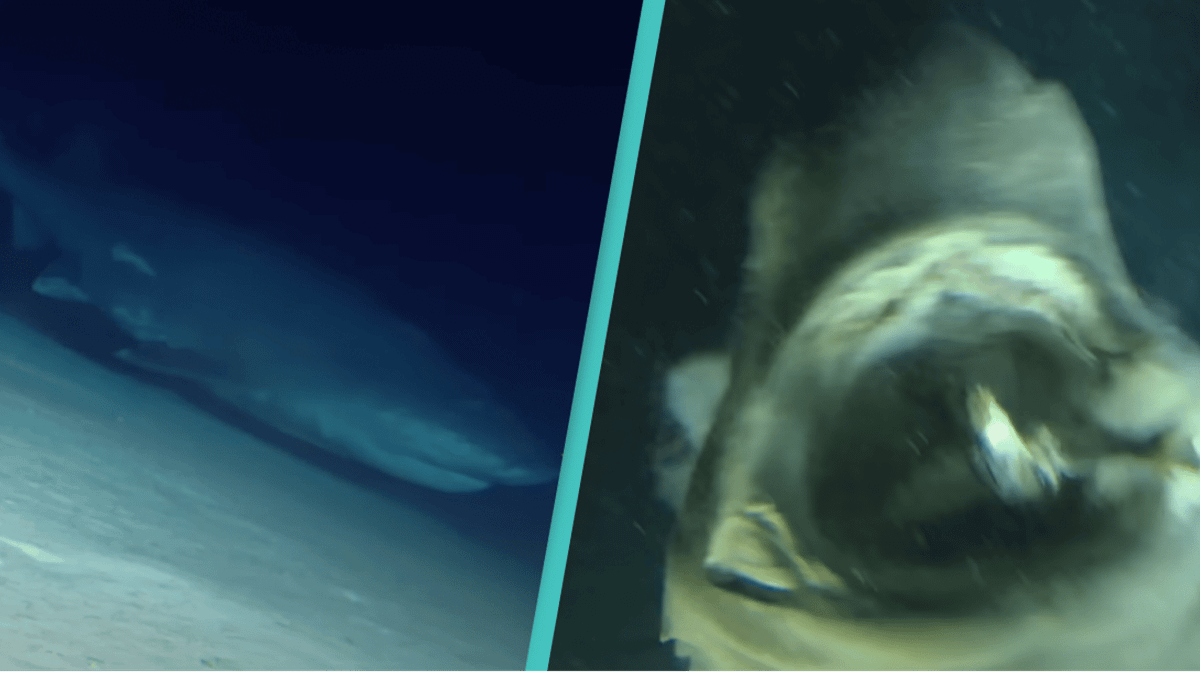 Divers run into giant deep sea shark that's bigger than their submarine ...