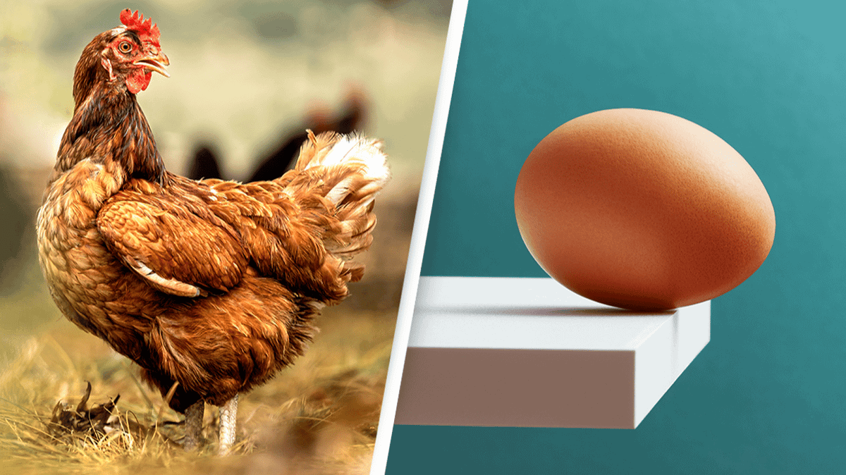Scientists say they've finally discovered what came first the chicken ...