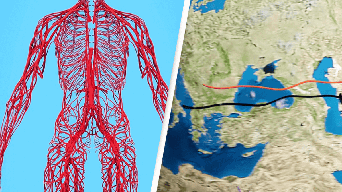 ‘Terrifying’ video shows how long blood vessels are if they were ...