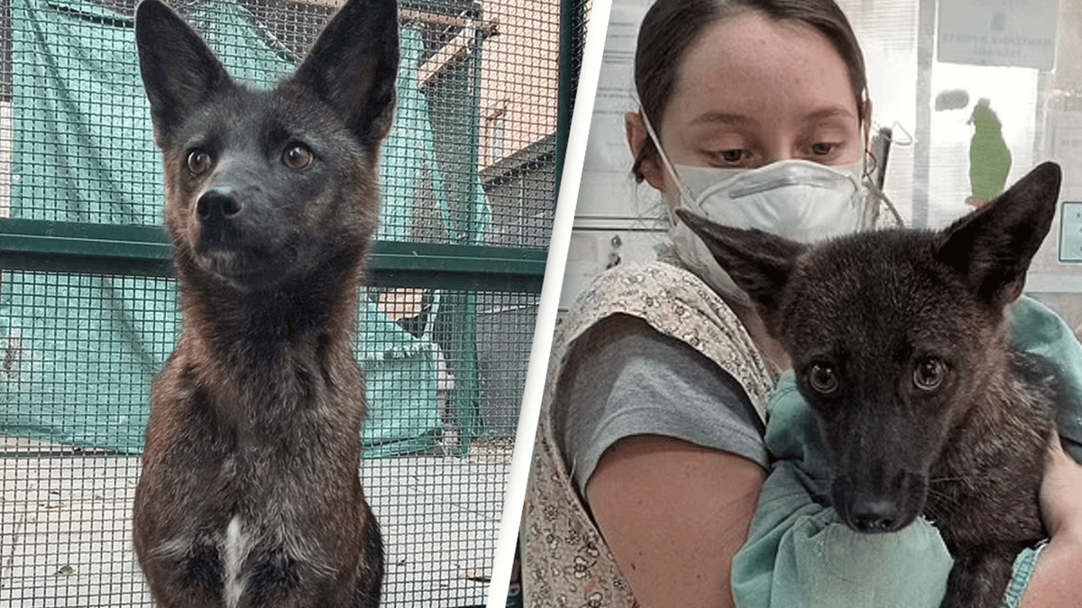 World's first known dog-fox hybrid discovered in Brazil after being hit ...
