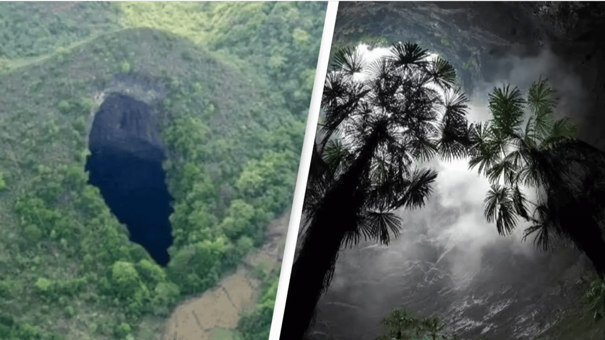Huge ancient forest world discovered 630 feet down sinkhole in China