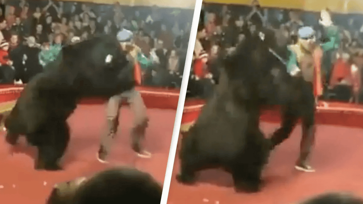 Shocking moment circus bear attacks handler and pins him down in front ...