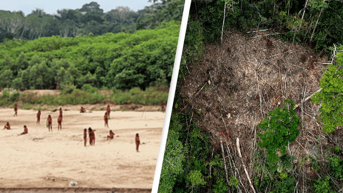 World's largest 'uncontacted' tribe fatally shoot two logging workers ...