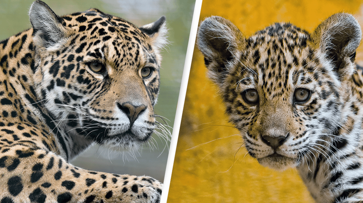World’s first jaguar born by artificial insemination was eaten by its mom