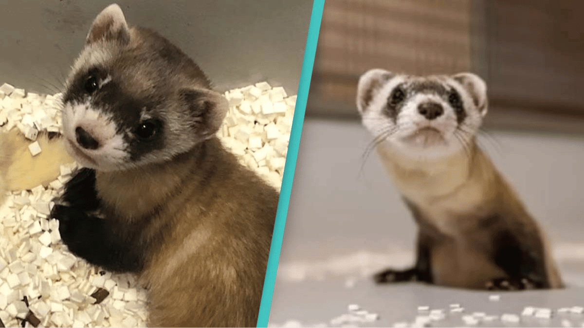 Scientists clone two endangered animals using frozen genes in process ...