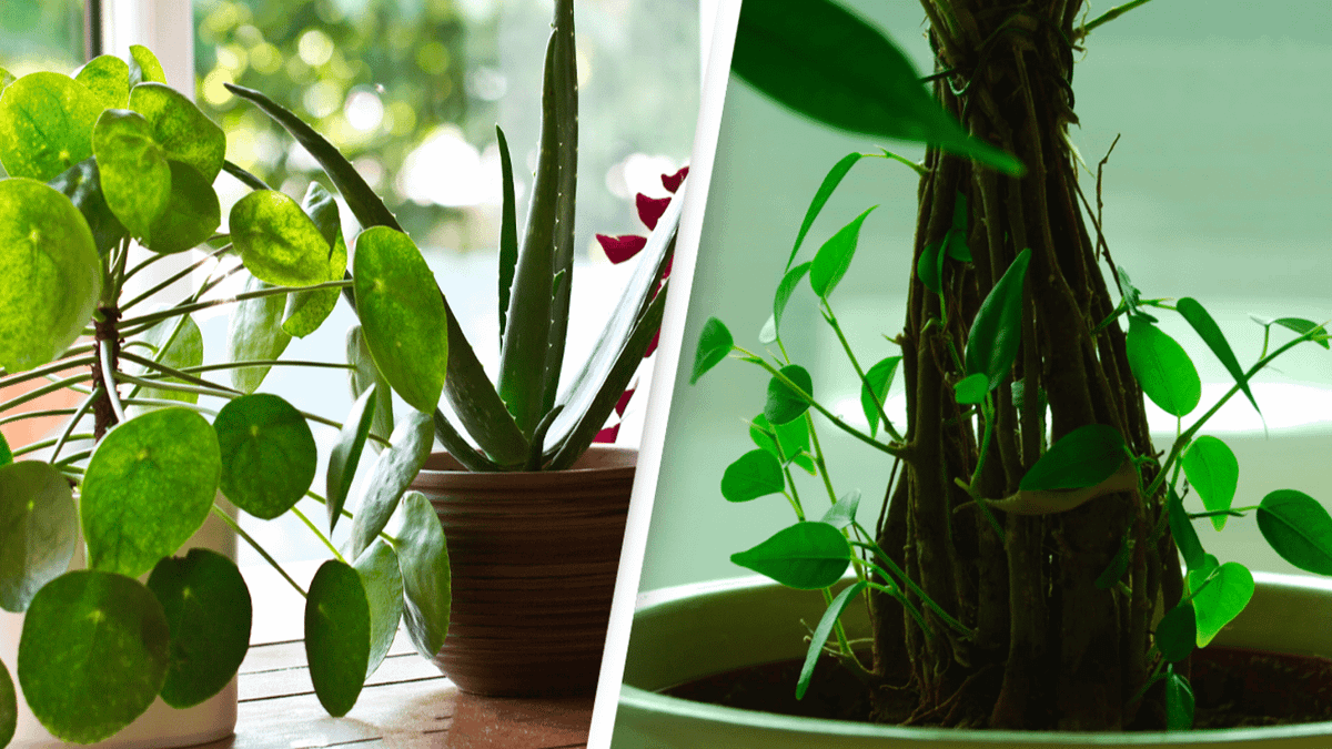 Scientists discovered plants actually make sounds after giving them ...