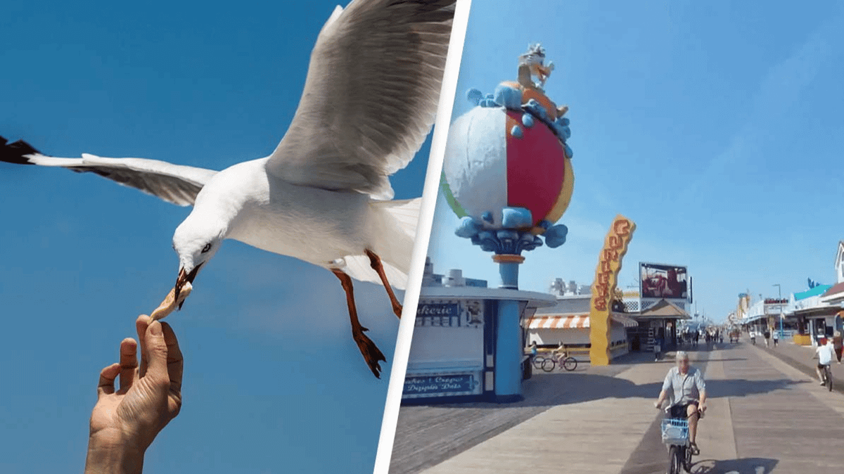 Man arrested for ripping seagull's head off after it tried to steal ...