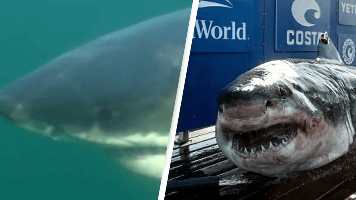 Monster Shark Named Ironbound Believed To One Of Biggest In The World ...