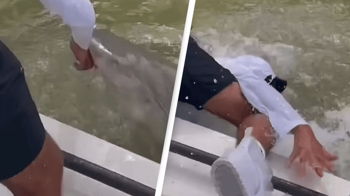 Warning issued after shark grabs man's hand and pulls him off boat in ...