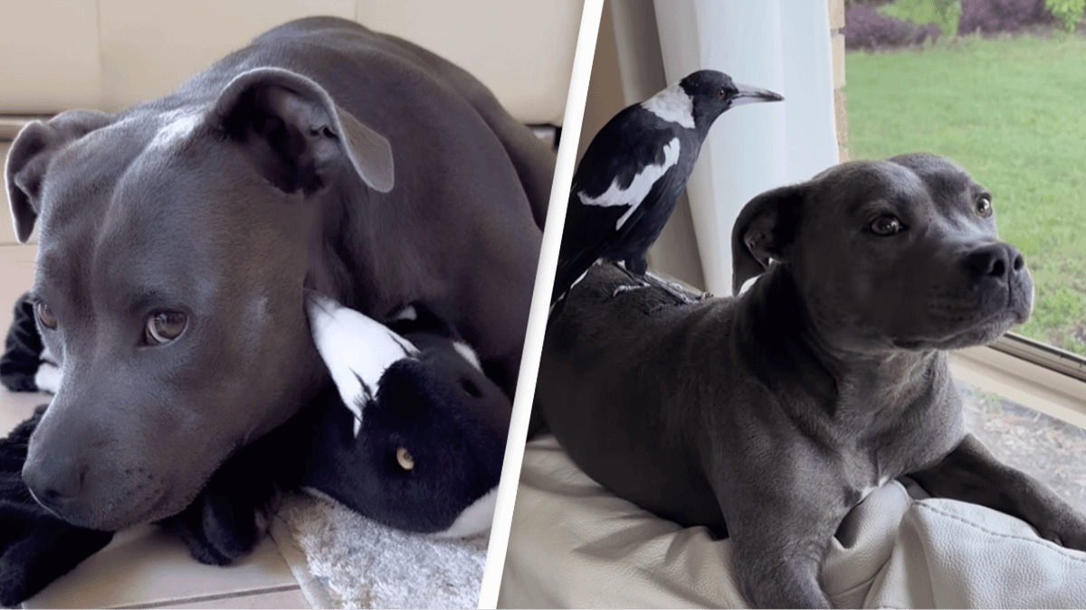 Viral friends Molly the magpie and staffy Peggy to be reunited but ...