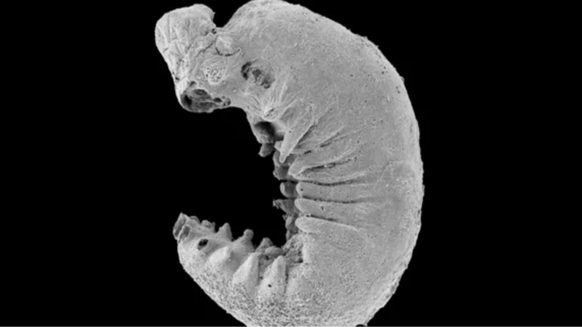 Scientists make unbelievable discovery inside rare 520-million-year-old ...