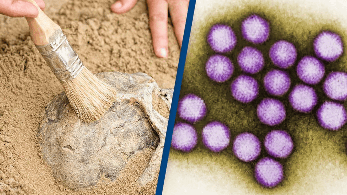 Scientists discover oldest known human virus in 50,000 year old bones