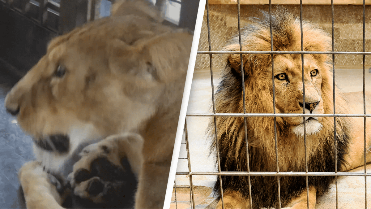 Zookeeper mauled to death by lion at feeding time as visitors looked on