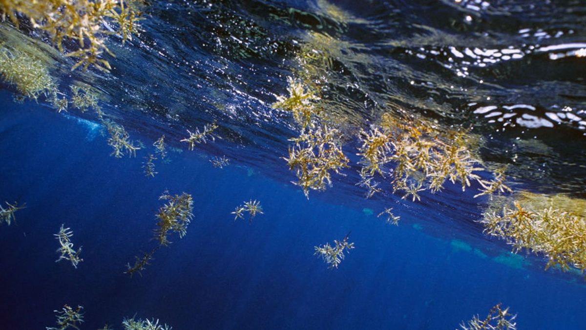 Fascinating sea that doesn't touch any land is home to one of humanity ...
