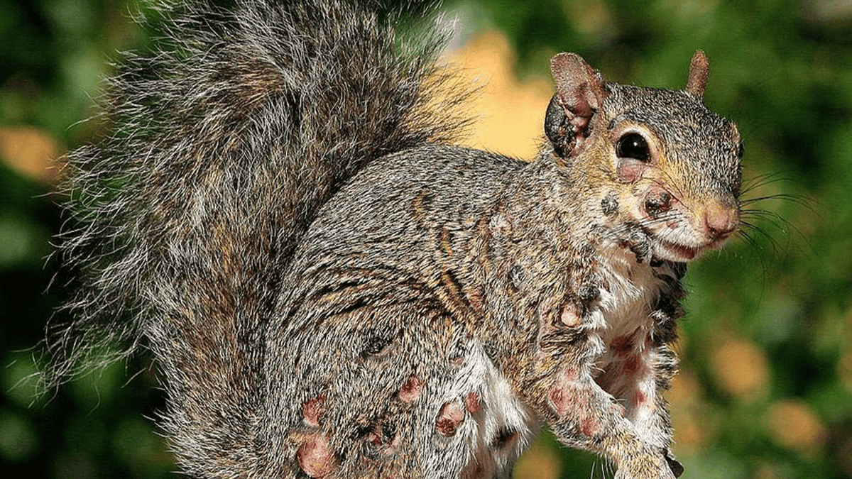 Warning issued following spotting of infected ‘zombie’ squirrels ...