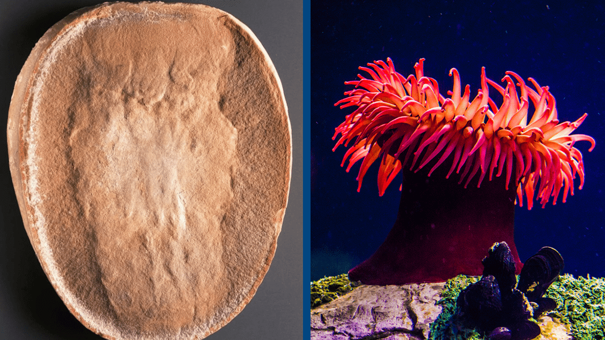 Scientists shocked as they find out 300,000,000 year-old fossil's true ...