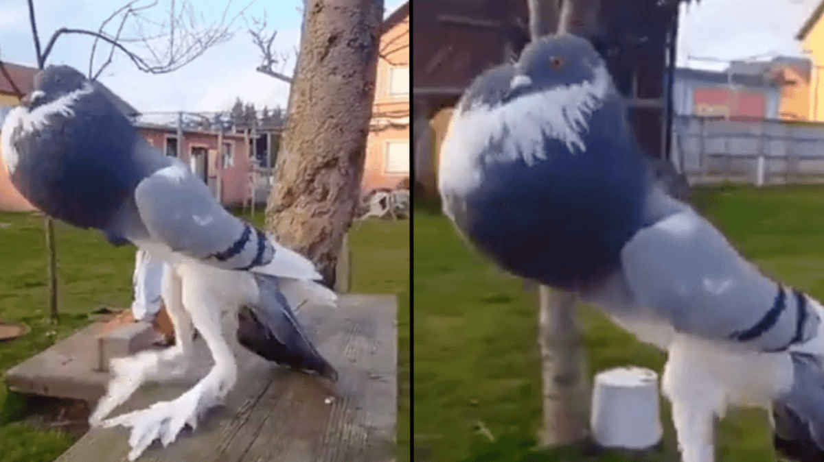 ‘Mutant pigeon’ with giant feet is leaving people seriously disturbed
