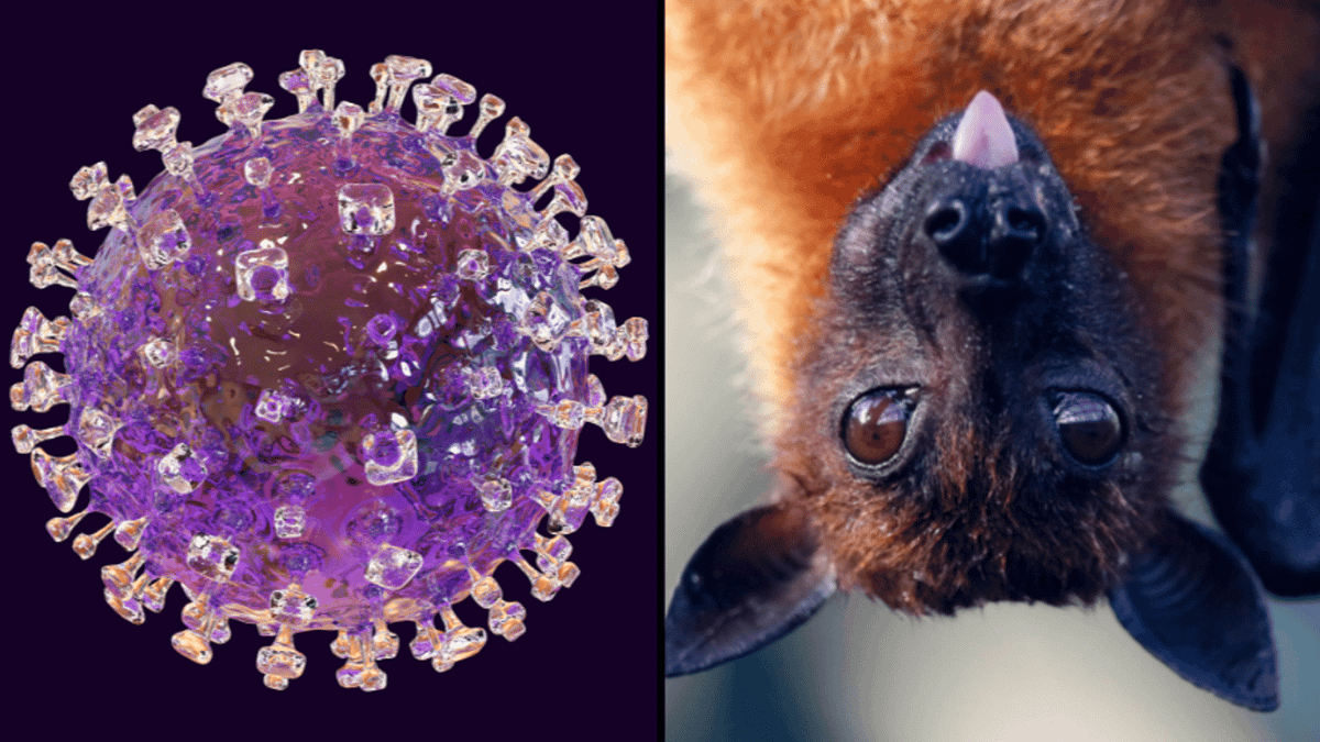 Climate Change Will Cause Thousands Of Viruses To Jump From Animals To ...