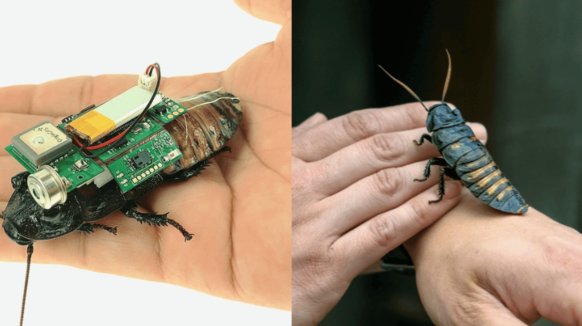 Cockroaches To The Rescue: Robotised Insects Developed To Search For ...