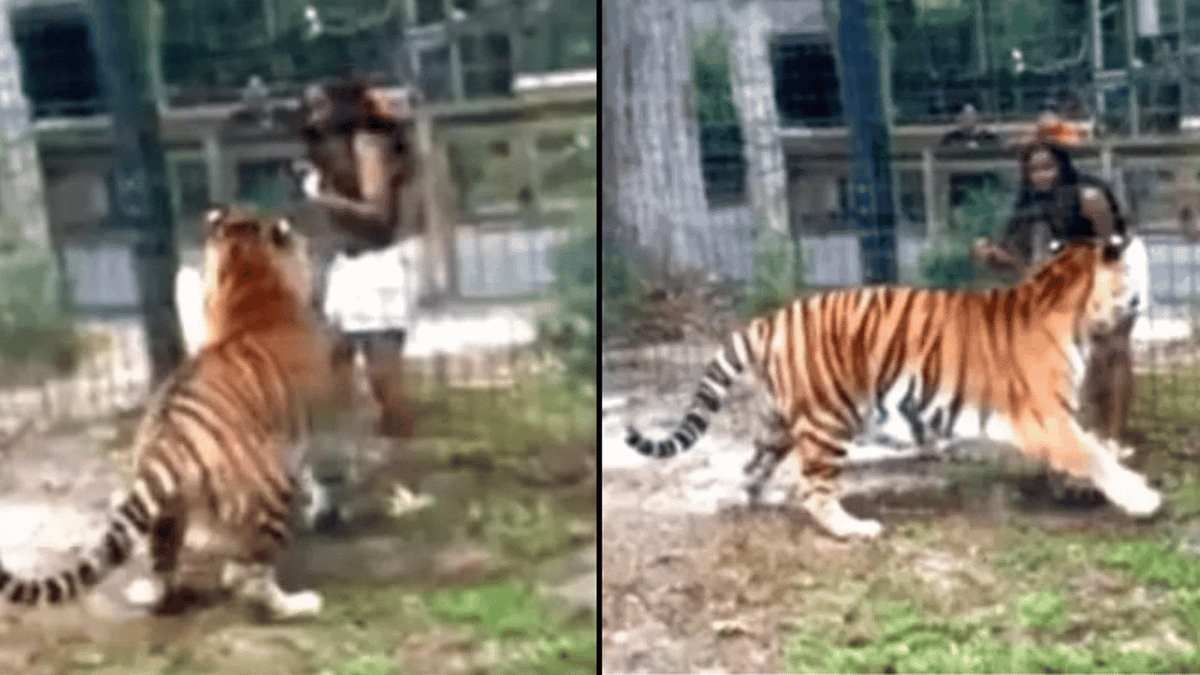 Worrying footage shows woman almost have hand bitten off by tiger after ...
