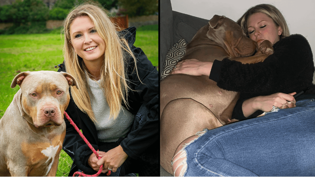 Woman hits out at 'irresponsible' XL American bully owners and says ...