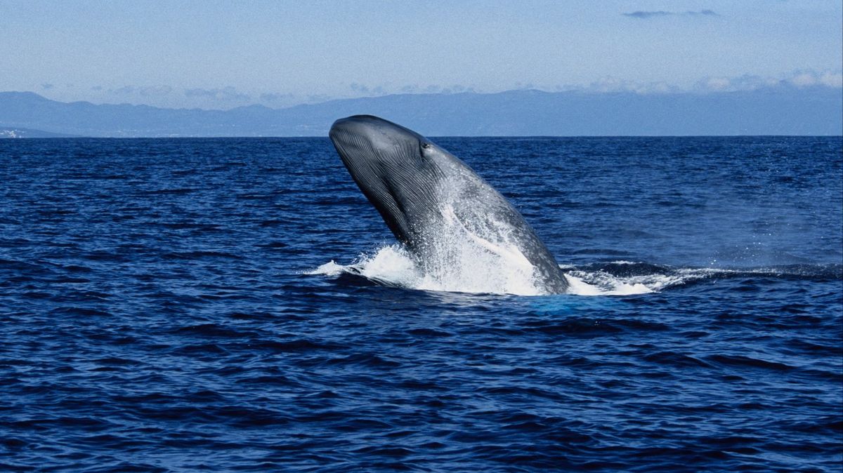 Years old warning sign could explain why blue whales have just gone silent