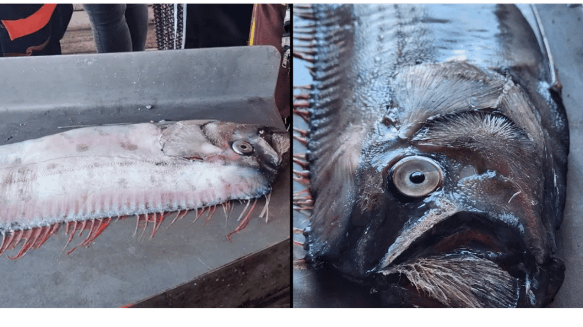'Doomsday fish' caught by fishermen sparking fears of impending doom
