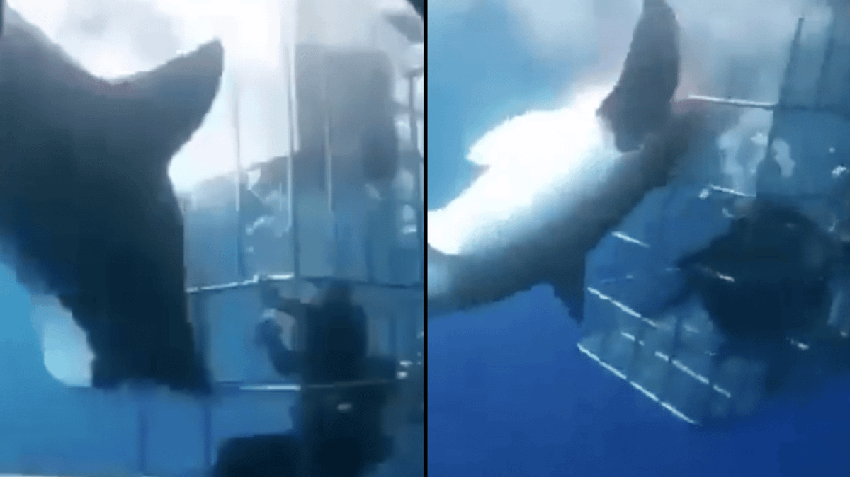 Great white shark kills itself hitting metal cage with panicking divers ...