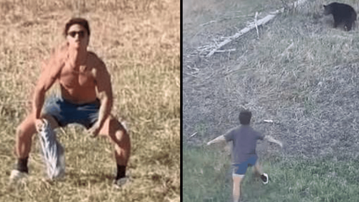 Serial bear harasser chased by huge black bear as park officials hunt ...