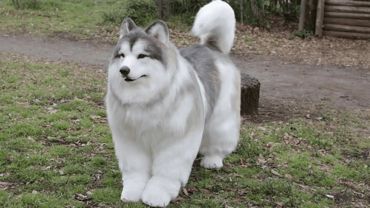 Man who spent over £11,000 to 'become a dog' opens zoo where other ...