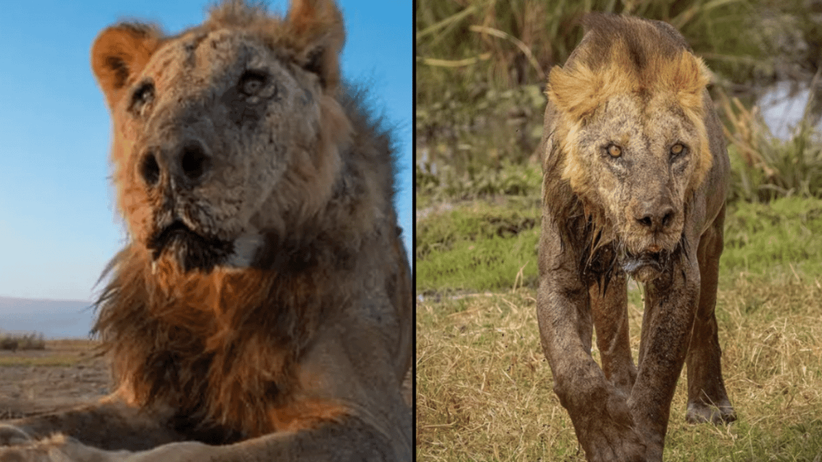 One of world's oldest lions speared to death - News - LADbible