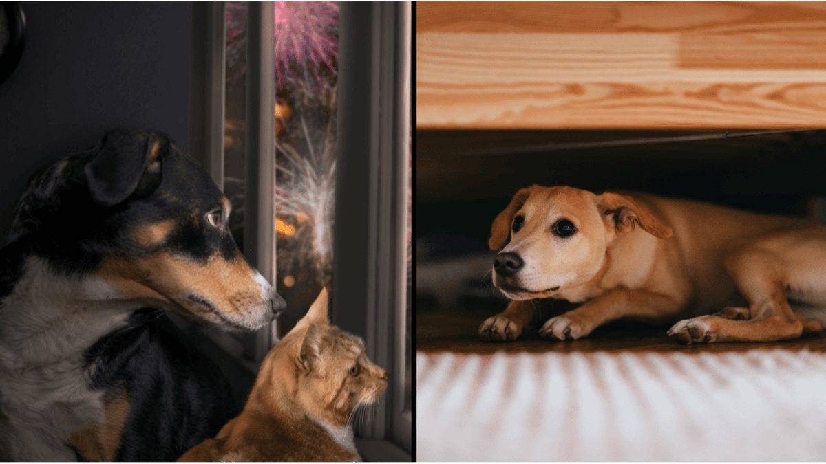Miracle device that costs under £20 will help protect scared dogs from ...
