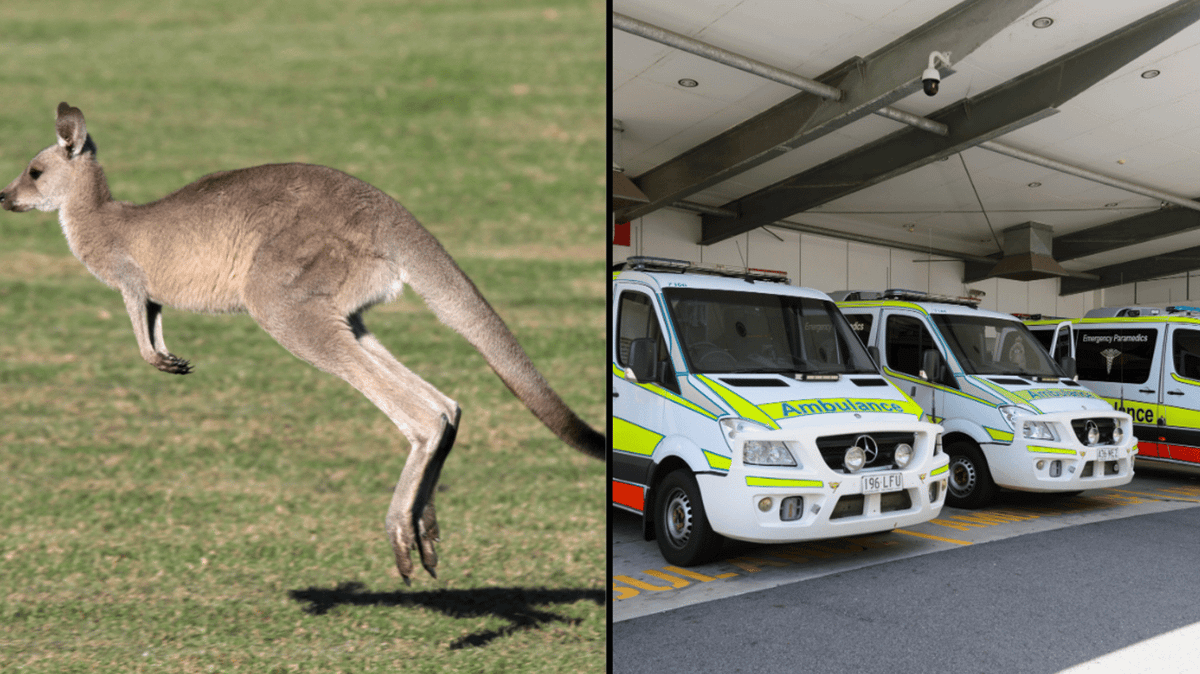 Pet kangaroo kills man then thwarts paramedics who tried to save him