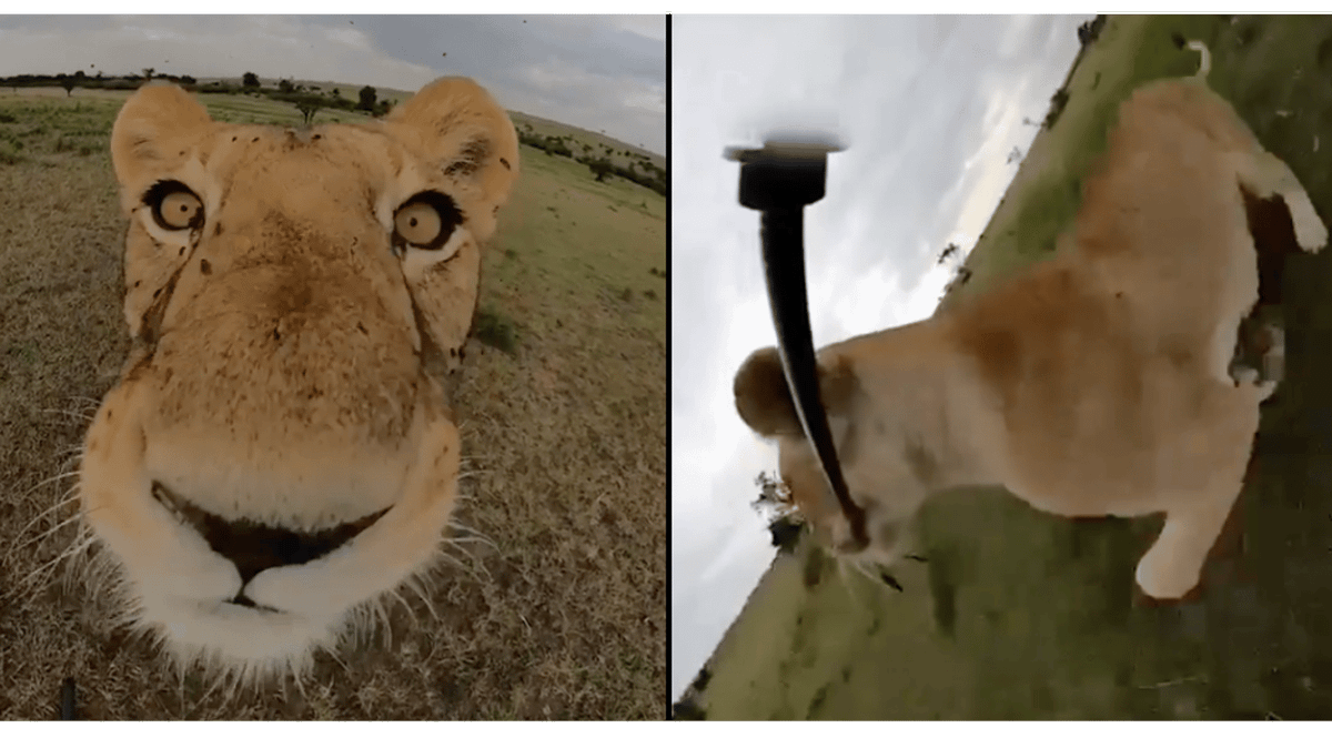 Lion in Kenya steals camera and shoots hilarious POV video