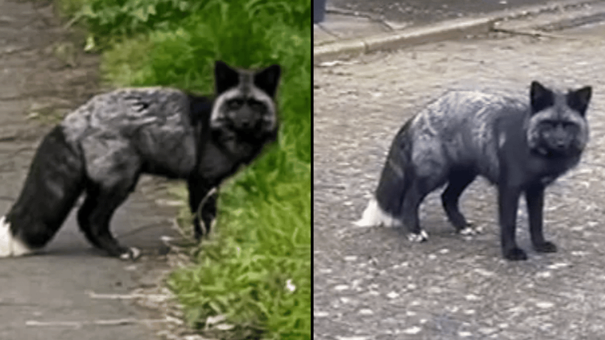 Ultra rare black fox spotted walking UK streets and public urged to ...