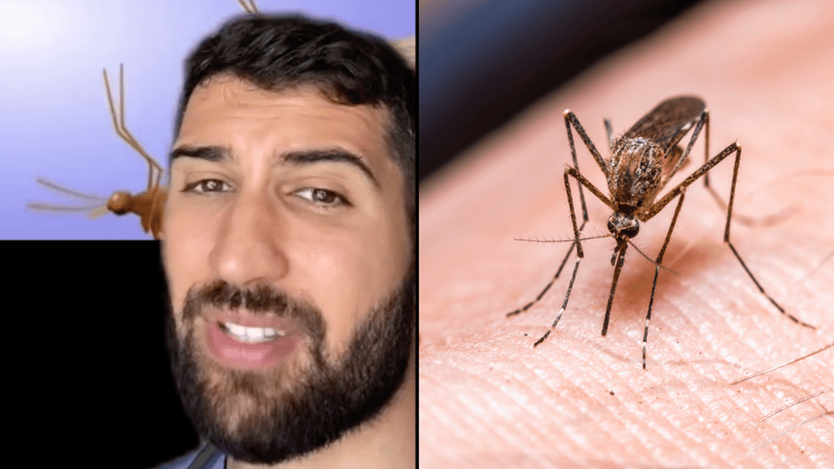 TikTok doctor Sermed Mezher explains why you can never feel a mosquito bite