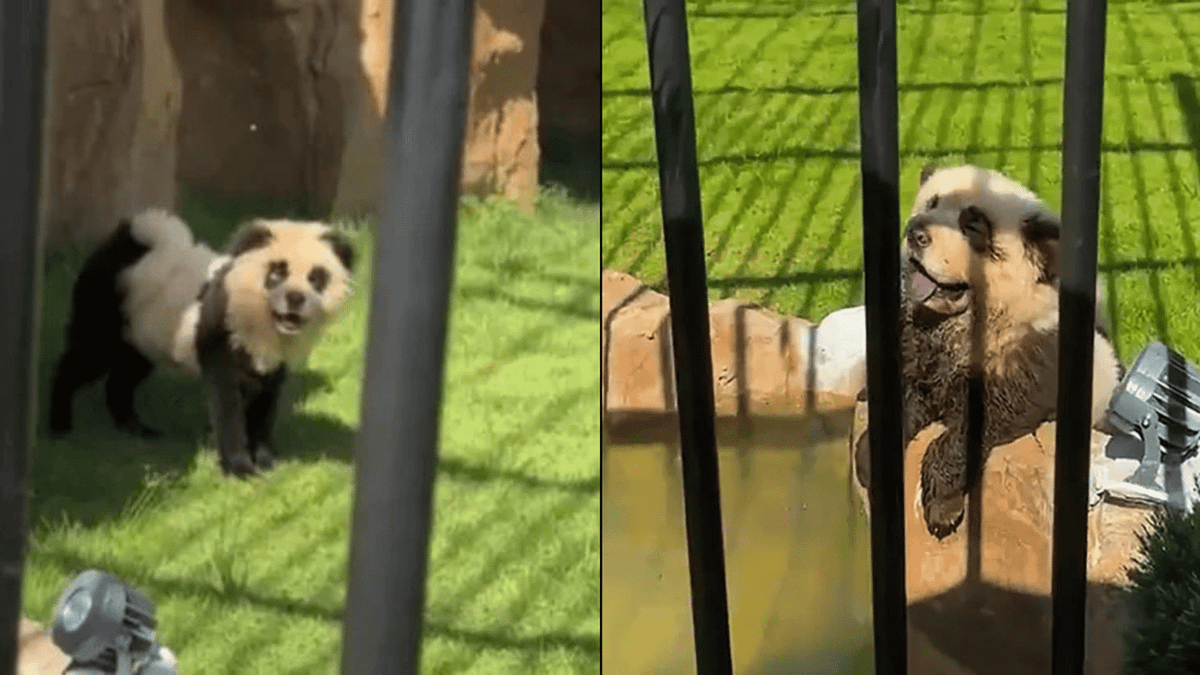 Zoo slammed after visitors realised ‘pandas’ weren’t what they thought ...