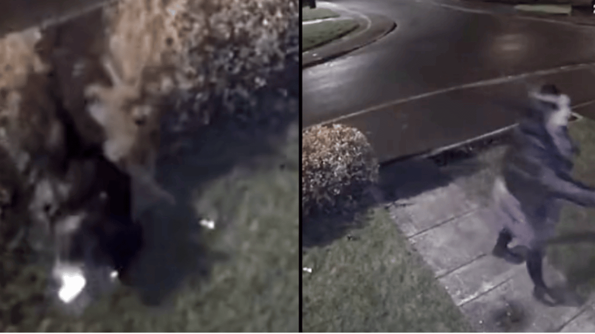 Drunk woman falls in bush then knocks on door to apologise