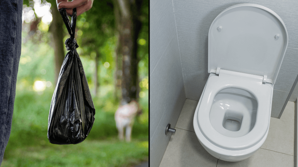 Vet warns pet owners about reason they should never flush animal poo ...