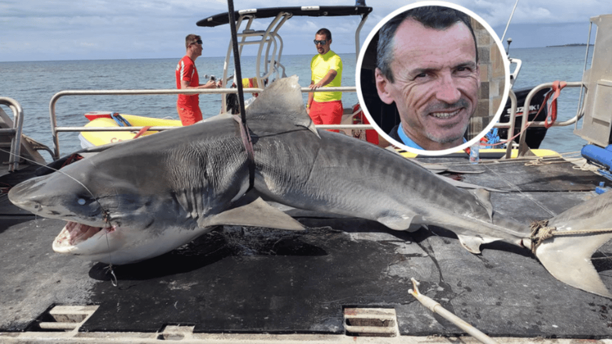 Humungous shark captured after dad was mauled to death in front of ...
