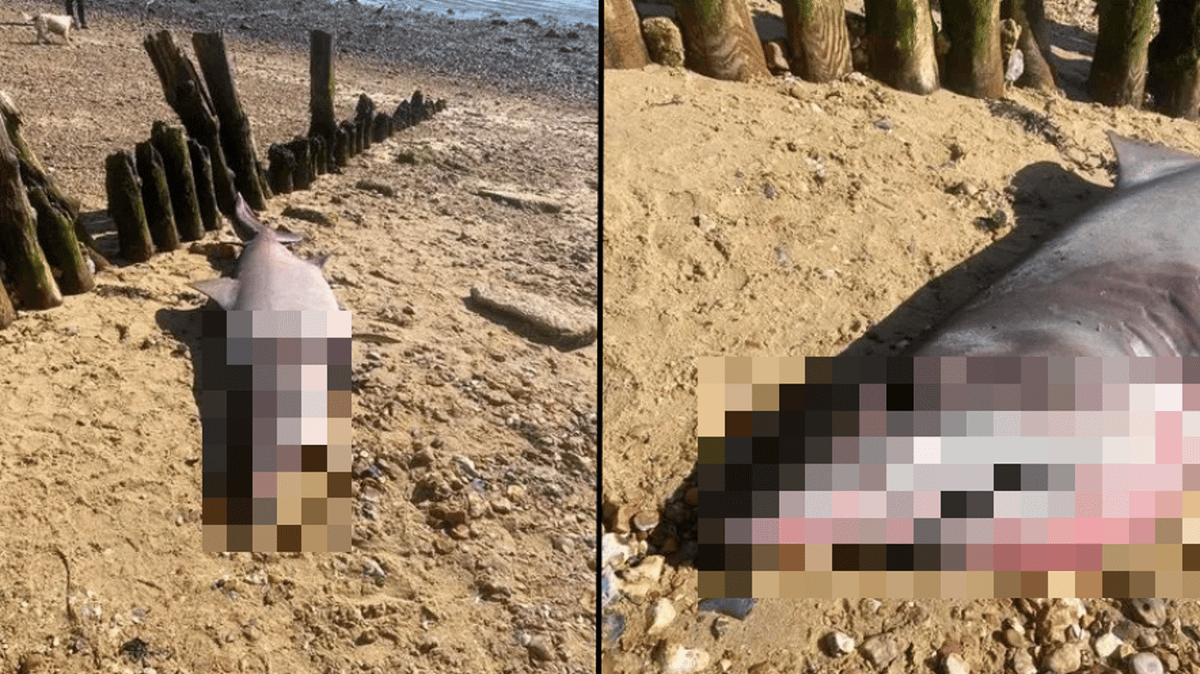 Shock as alive ‘6ft shark’ washes up on popular UK beach - News - LADbible